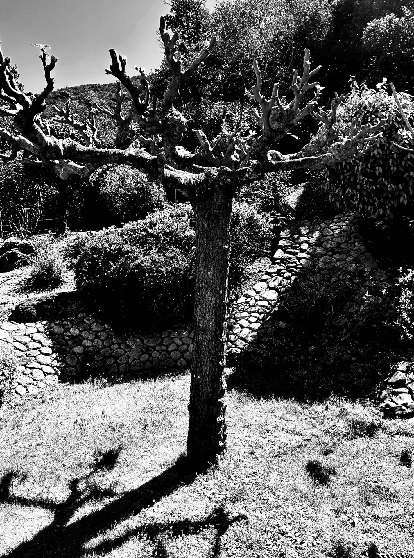 Barren Tree - David Harris-Lang